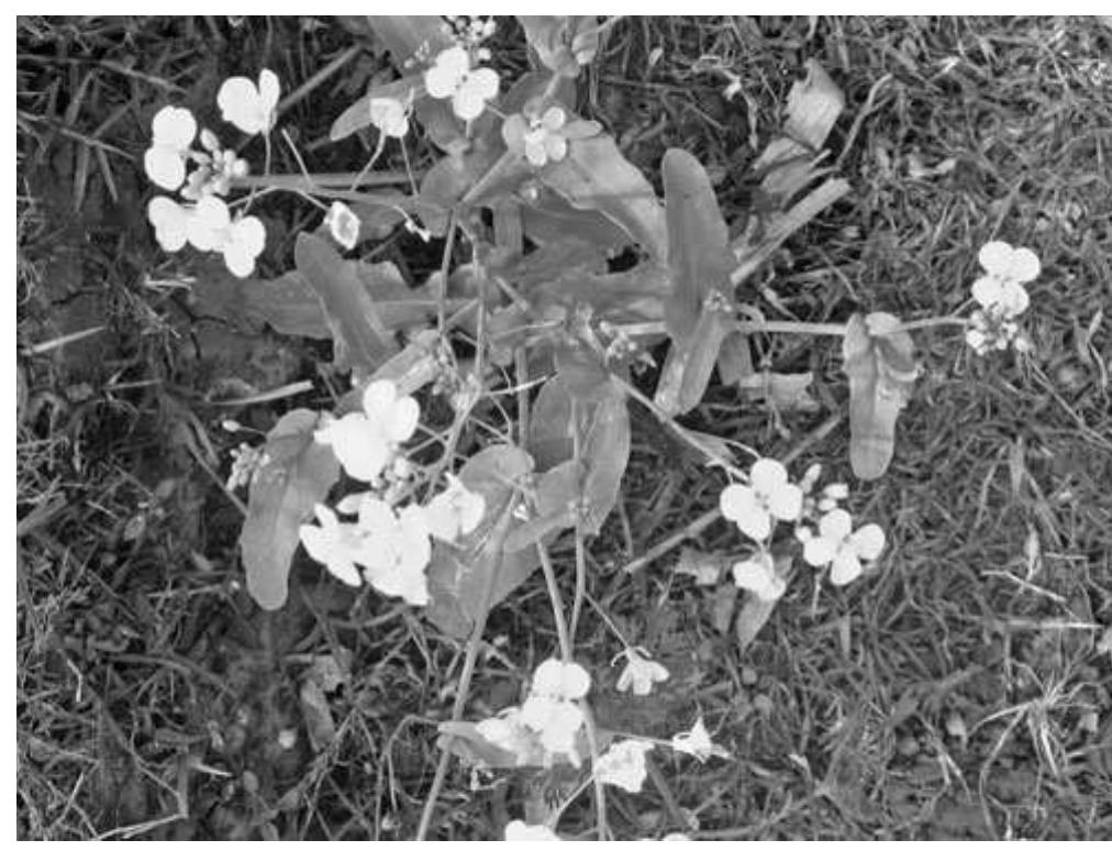 15. mustard plant morphology. the inflorescence is a corymb,