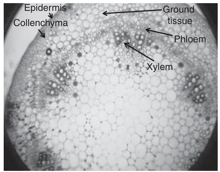 36. transverse section of petiole (40x showing organization