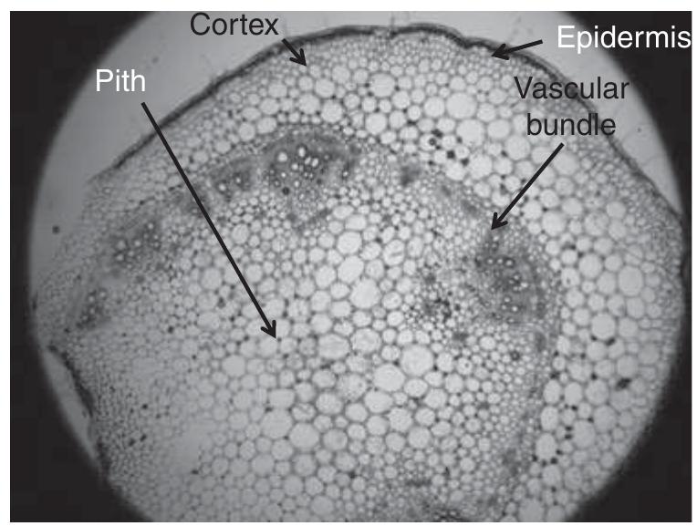 3. transverse section of stem showing primary structure