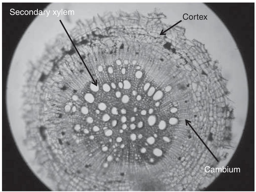 14. transverse section of root showing secondary xylem and