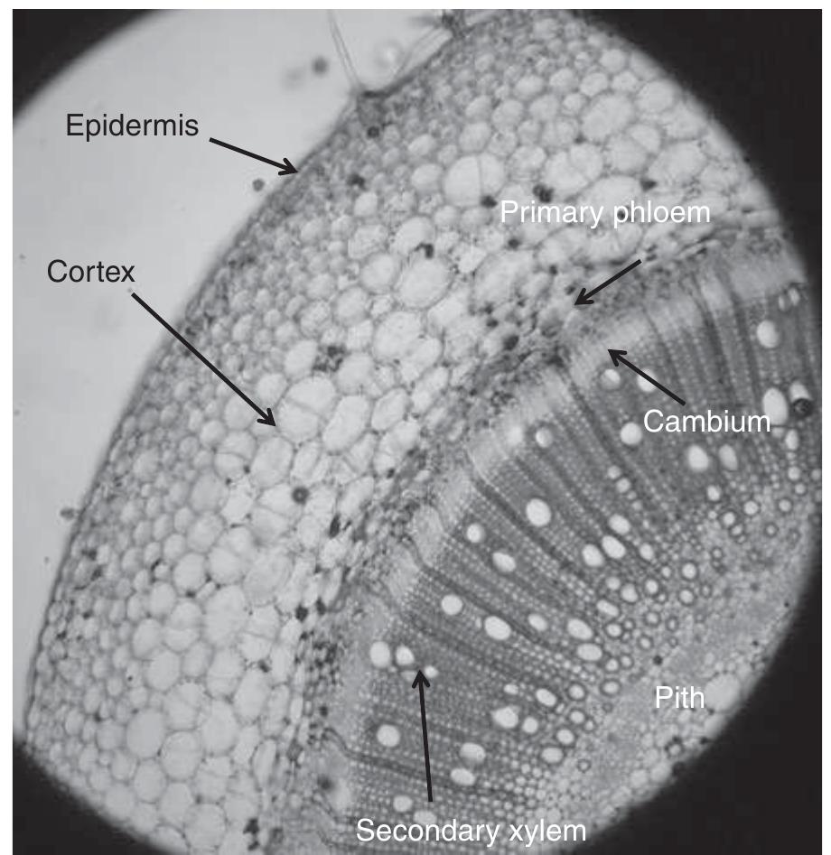 15. transverse section of stem (100x) showing different