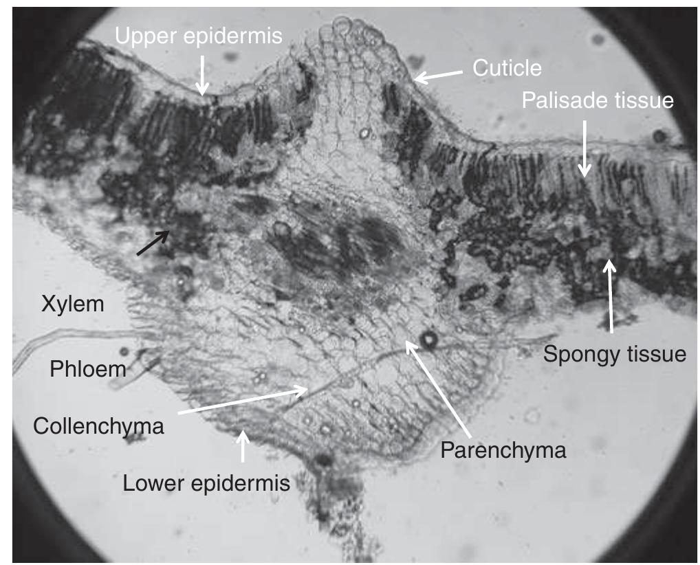 22. transverse section of leaf (100x) showing different