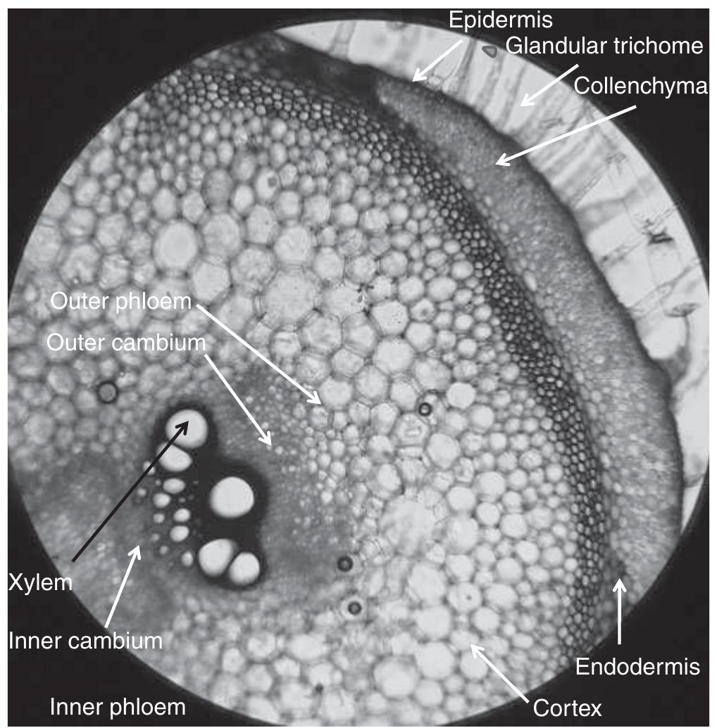 30. transverse section of stem (100x) showing epidermis,