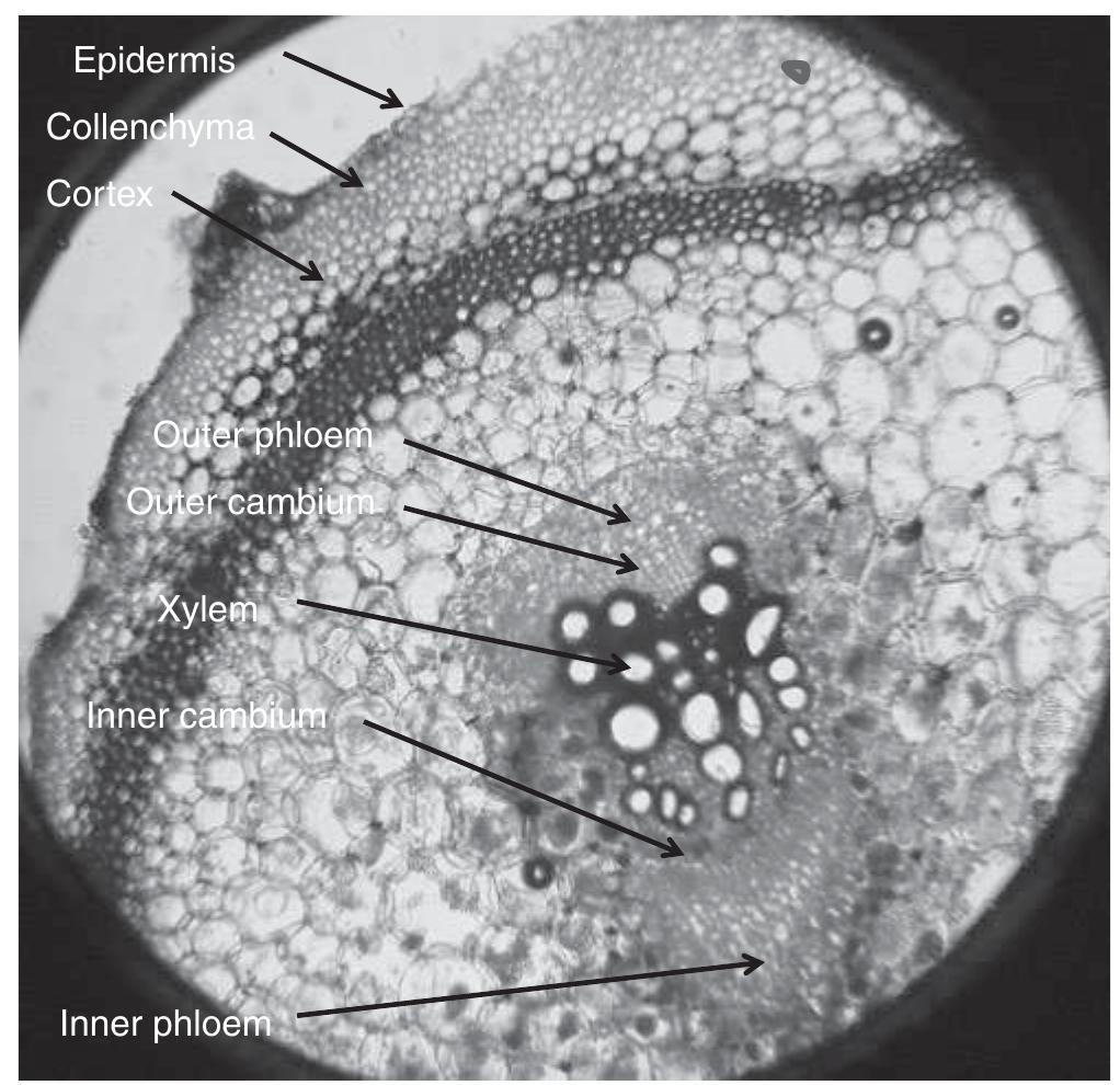 Figure 209 - from Crop Plant Anatomy This page intentionally
