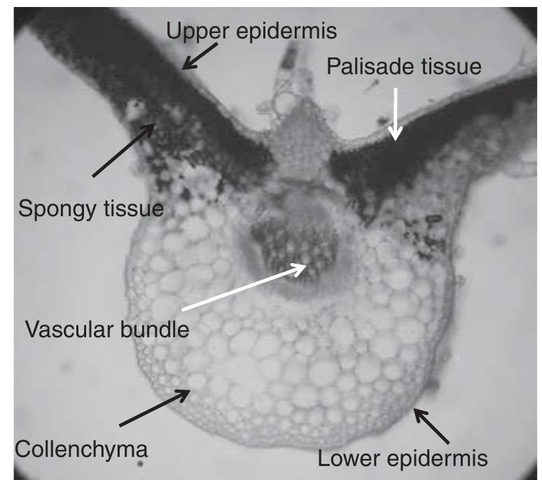46. transverse section of leaf (100x) showing epidermis,