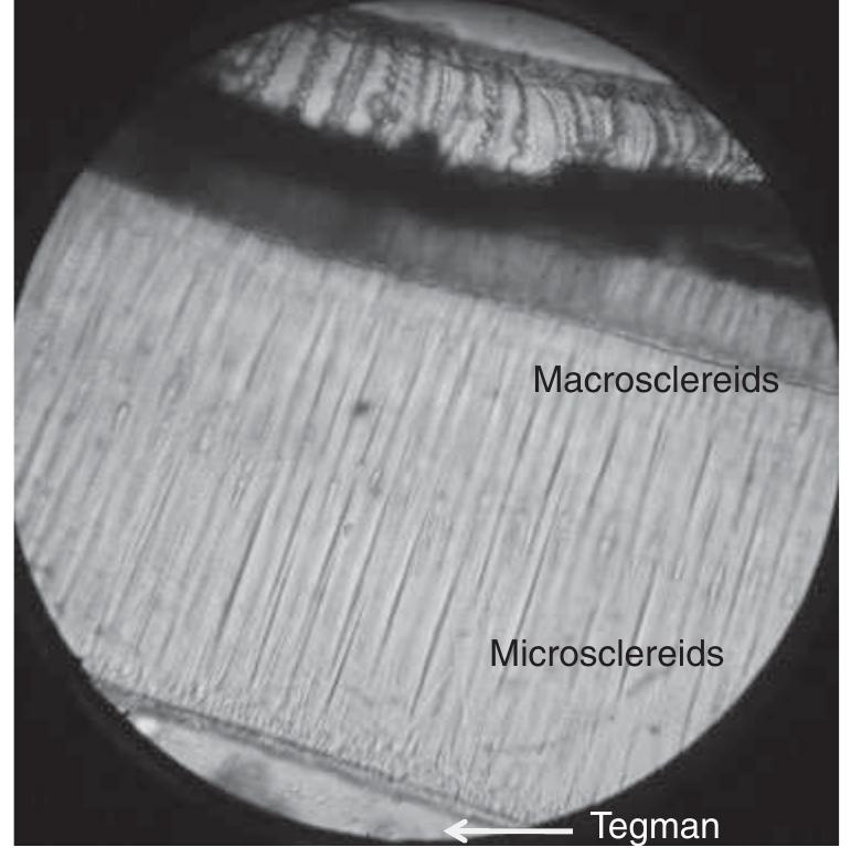48. transverse section of seed coat showing micro- and