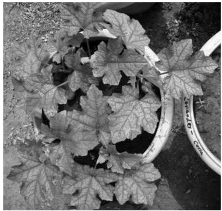 Figure 217 - from Crop Plant Anatomy This page intentionally