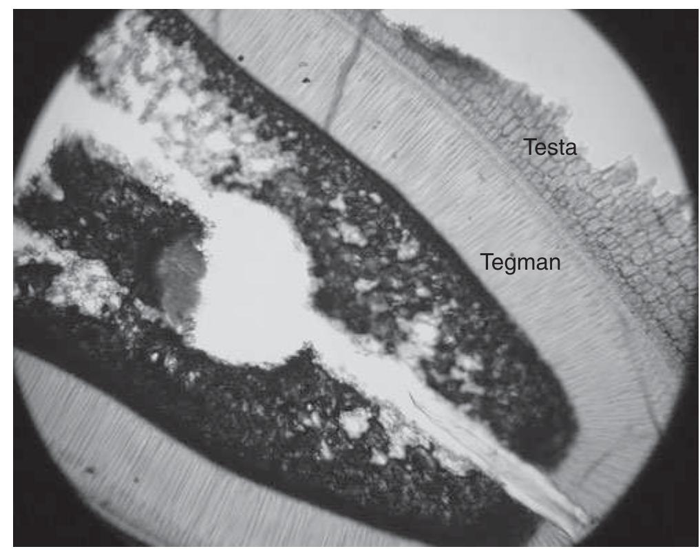 54. transverse section of seed (100x) showing testa and