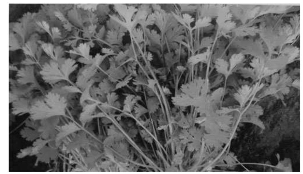 59. coriander plant morphology: decompound leaves,