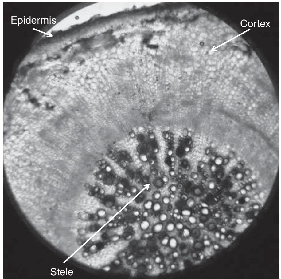 60. transverse section of root (100x) showing epidermis,