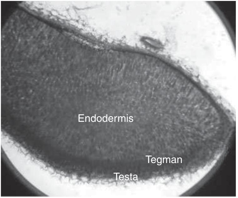 62. transverse section of seed (100x) showing testa, tegman