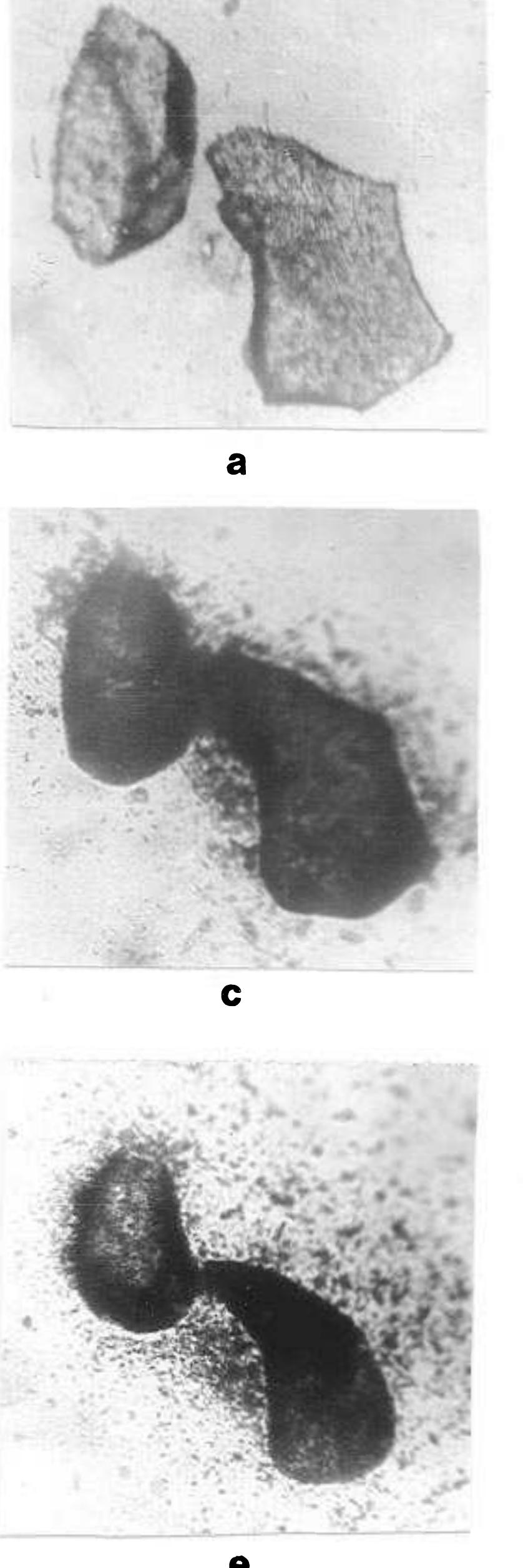 Figure 1 - Fundamentals of the Wet-Process Phosphoric Acid