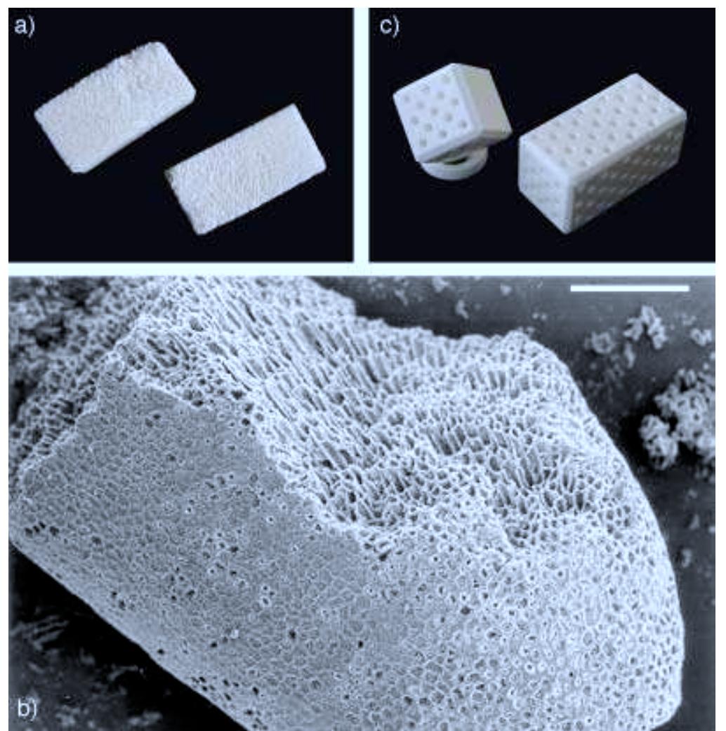 Figure 11 - from Biological and medical significance of