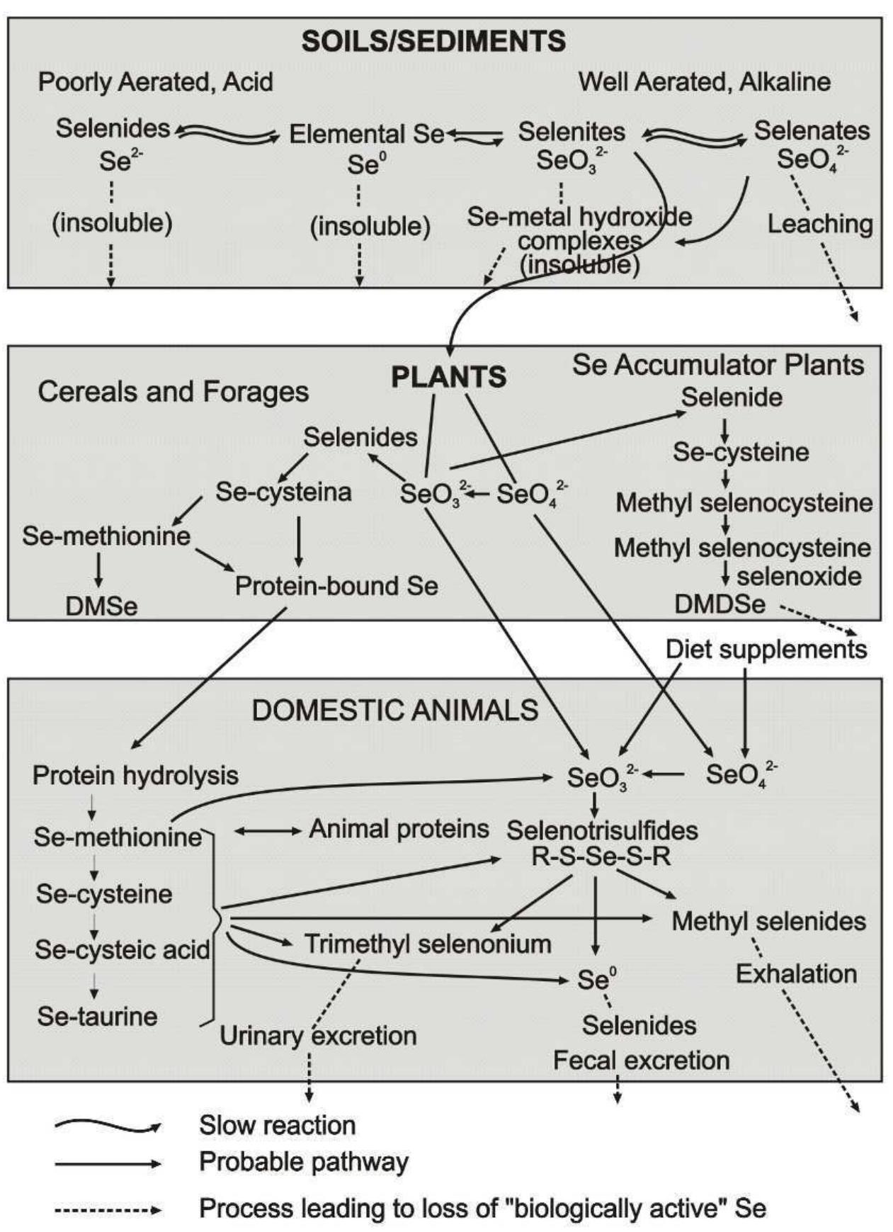 3. biogeochemical reactions and pathways of selenium in the