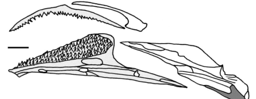 Mastacembelidae (figure 31). the premaxilla is toothed but