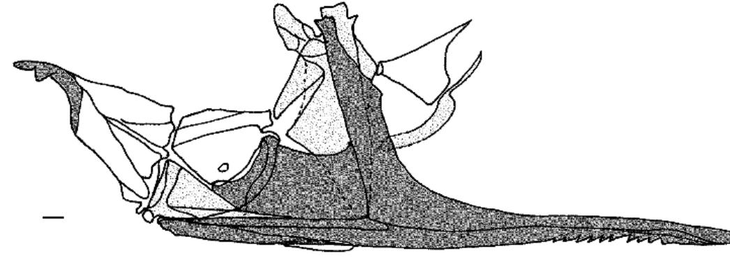 Lateral view of the suspensorium and opercular series in