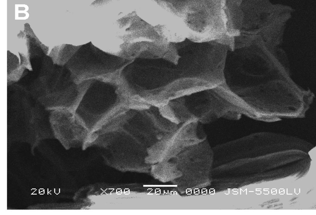 By using instrument jeol - jsm-5500 lv scanning electron