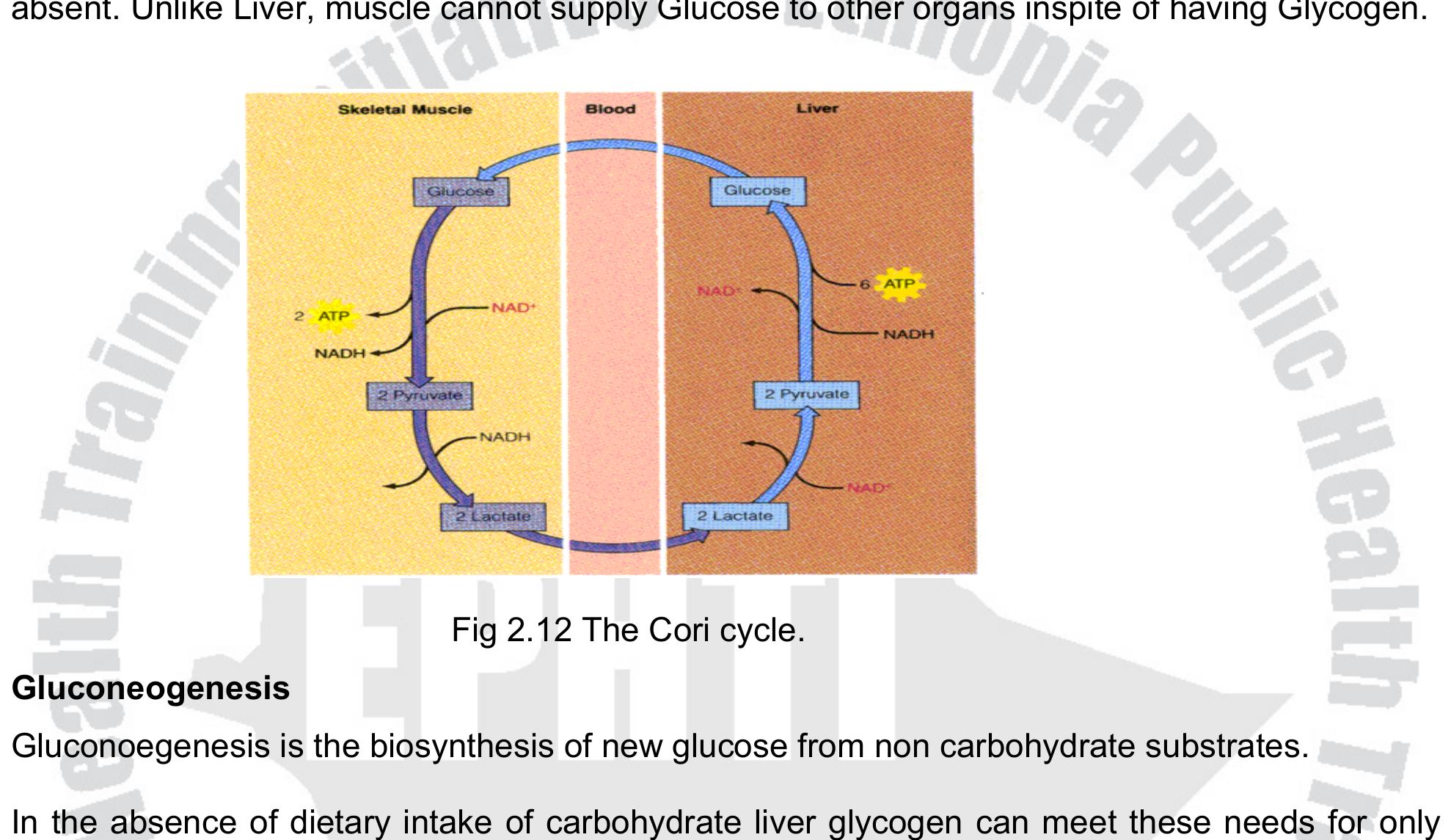 Vluscle cannot form glucose by gluconeogenesis process
