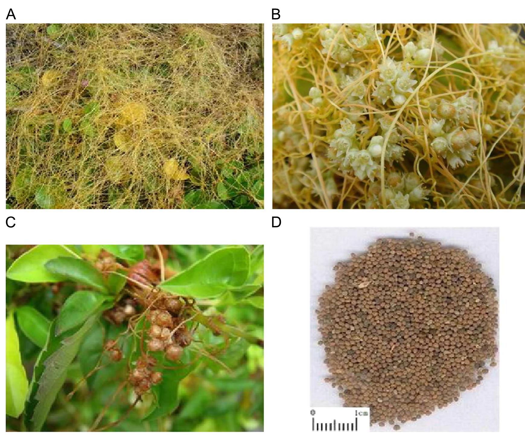 Cuscuta chinensis lam. (a) habitus, (b) stem and flowers,