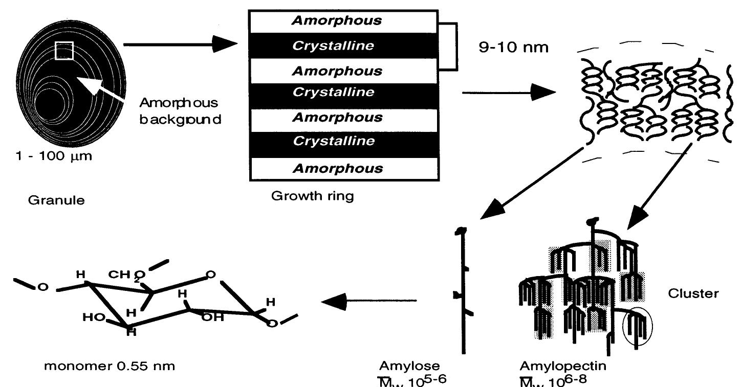 Schematic representation of the different structural levels