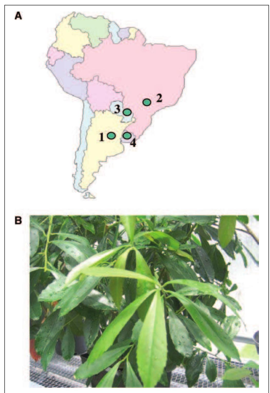 a) map of south america showing growing re- gions for