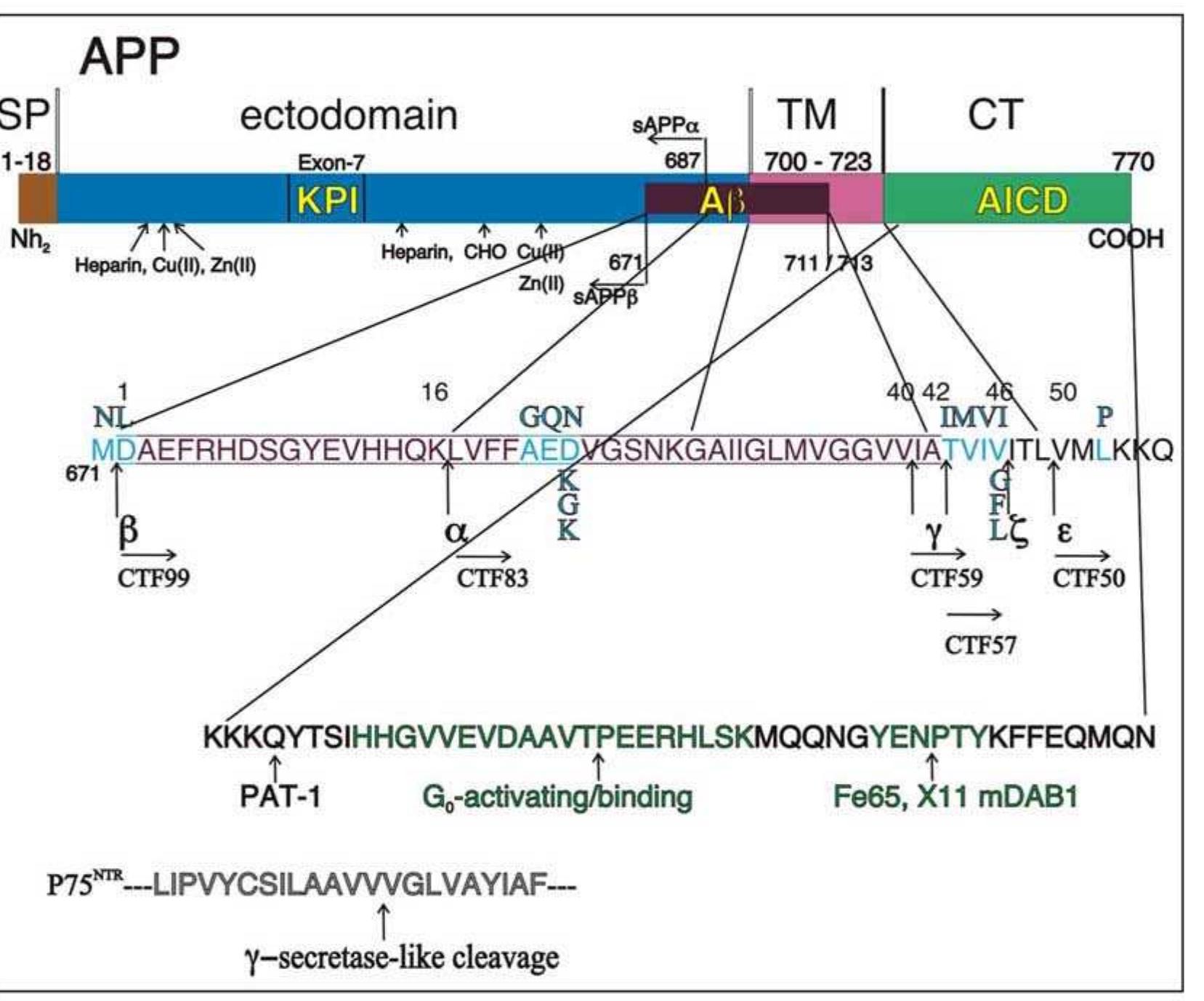 (1). schematic representation of the amyloid precursor