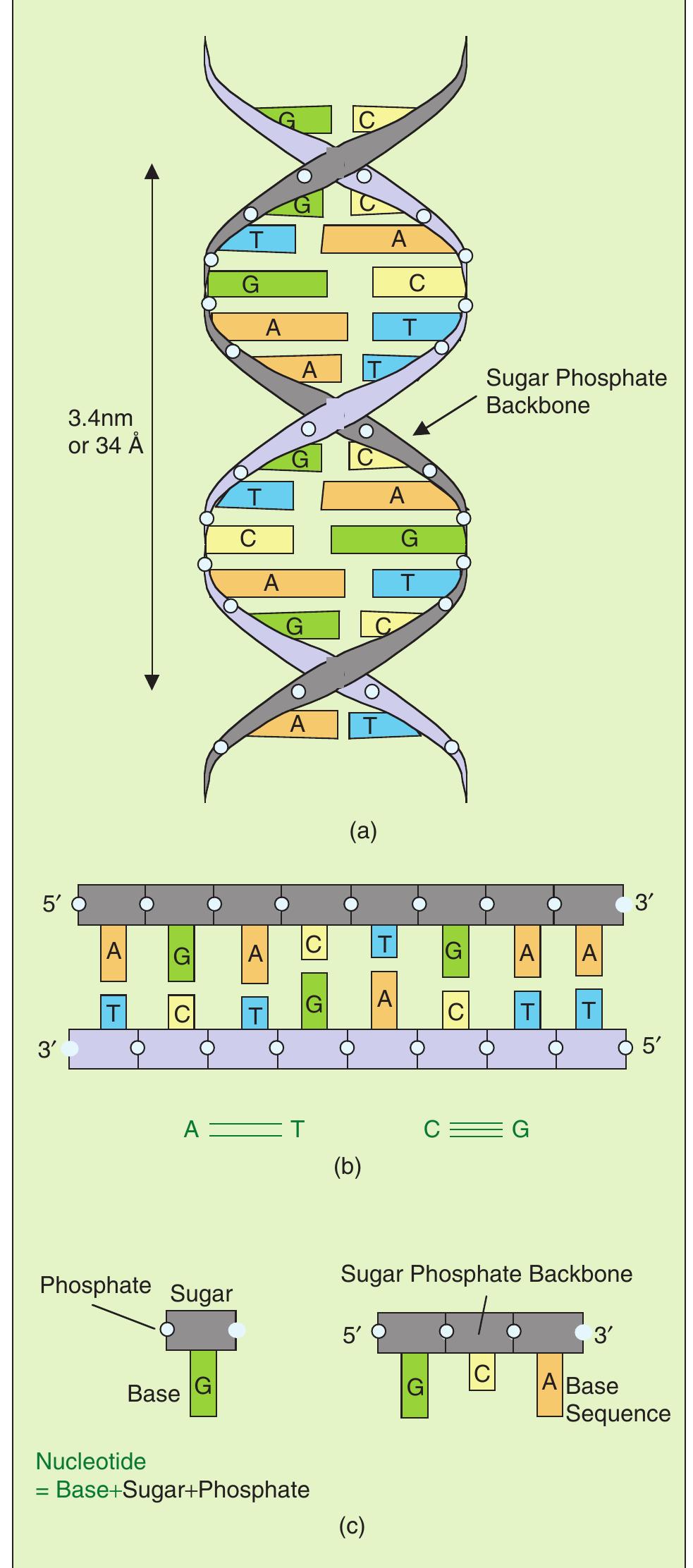 (a) the dna double helix, (b) linearized schemat- ic, and