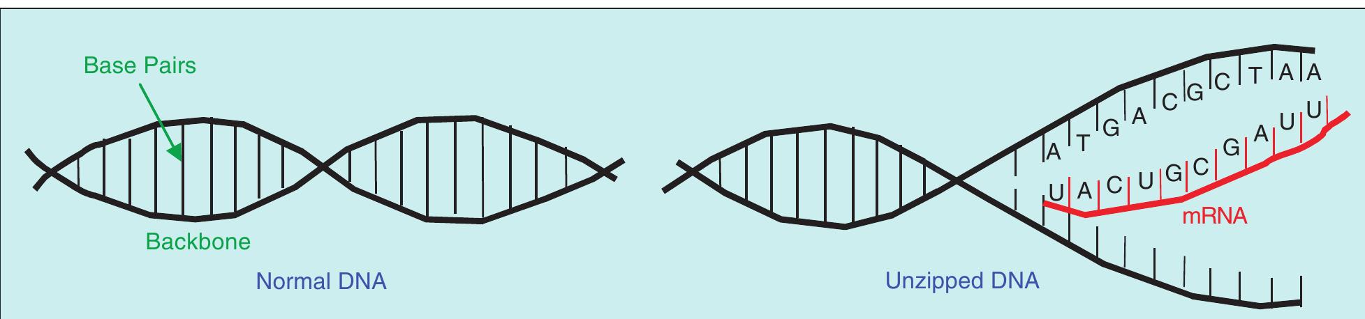 Unzipping of a dna sequence to produce an mrna copy of a