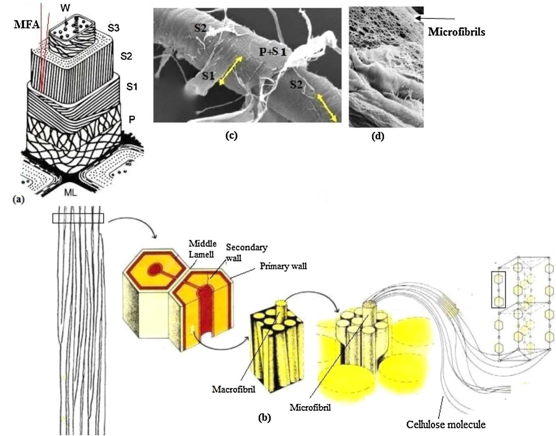 Fibre unit structure: (a) schematic of cell wall layers
