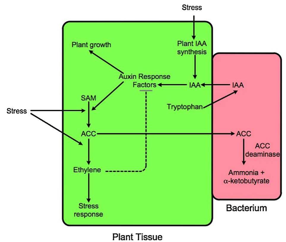 A schematic model of how plant growth-promoting bacteria