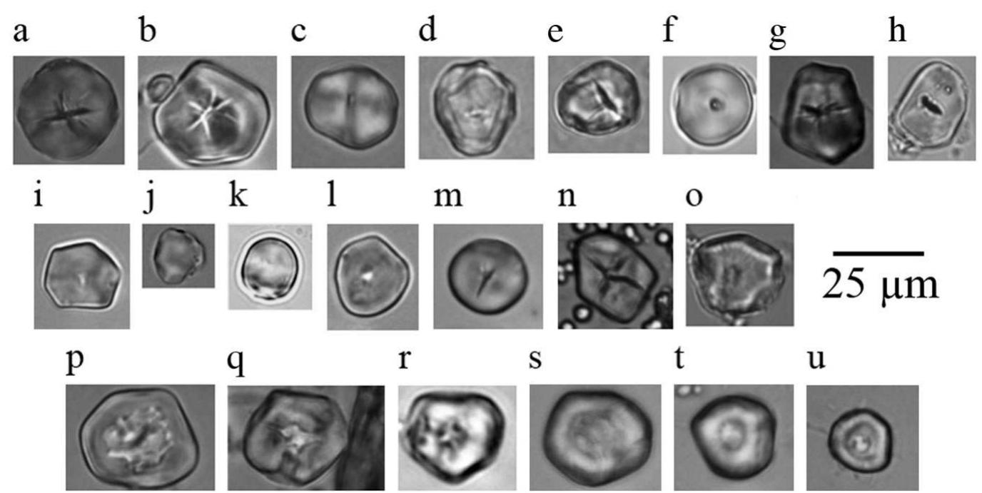 Examples of type i starch granules documented in the