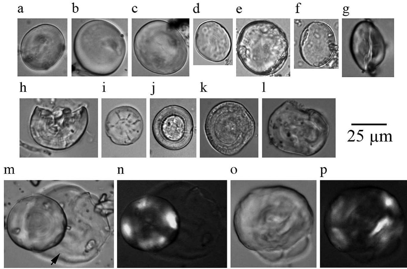 Examples of type ii starch granules. a—f) native granules in
