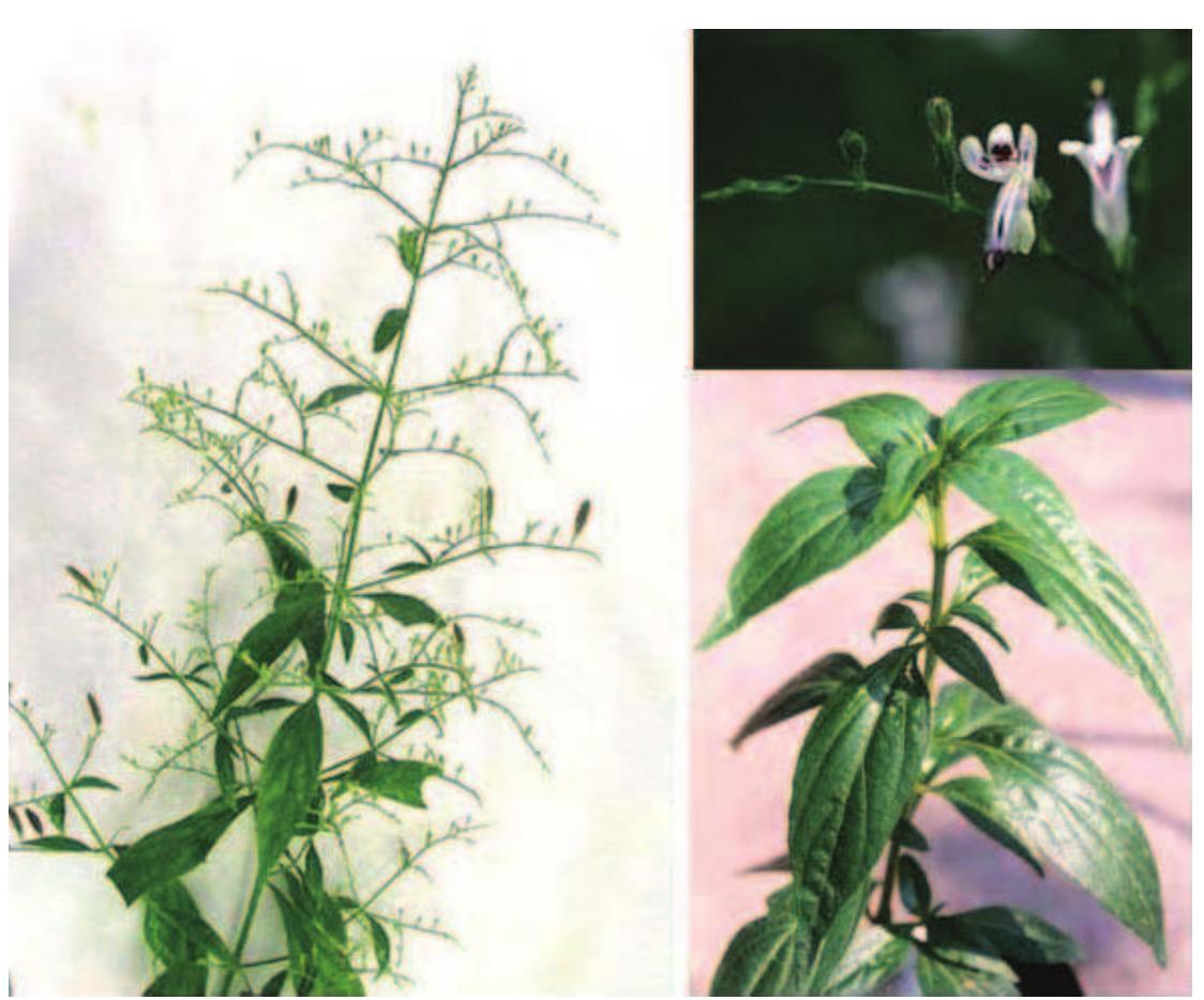 Morphology of andrographis paniculata