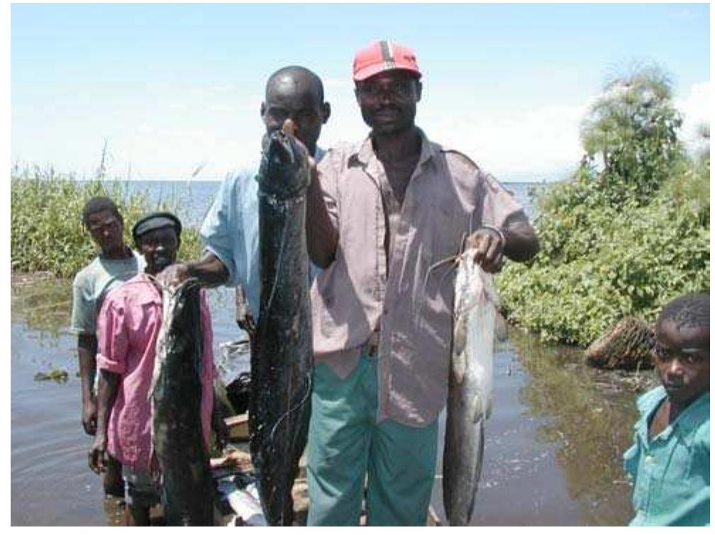 Photo 1. i/legal fishing of cat fish (bagrus docmak) and
