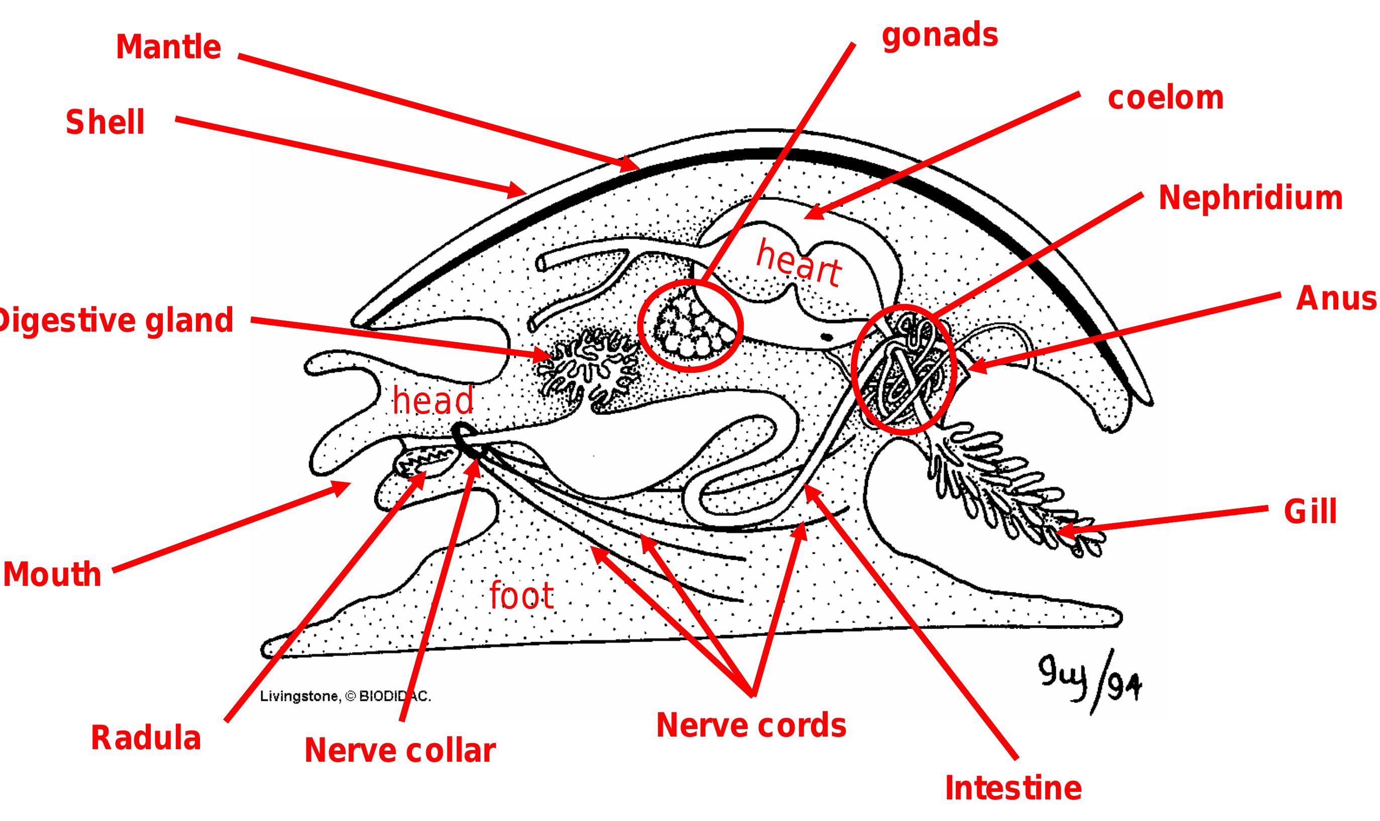 Figure 5 - Mollusca Characteristics Feeding and Digestion: