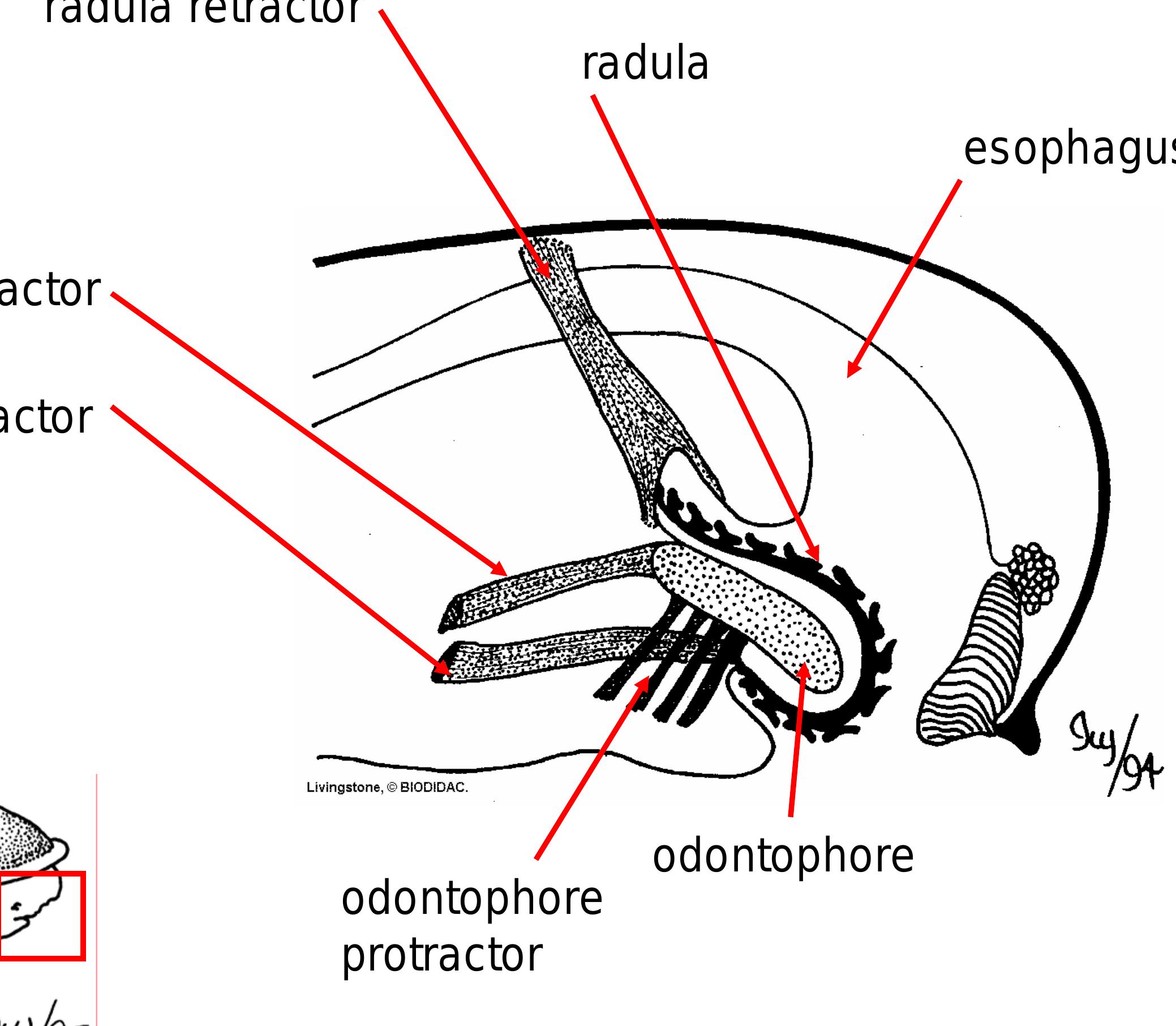 Figure 7 - Mollusca Characteristics Feeding and Digestion: