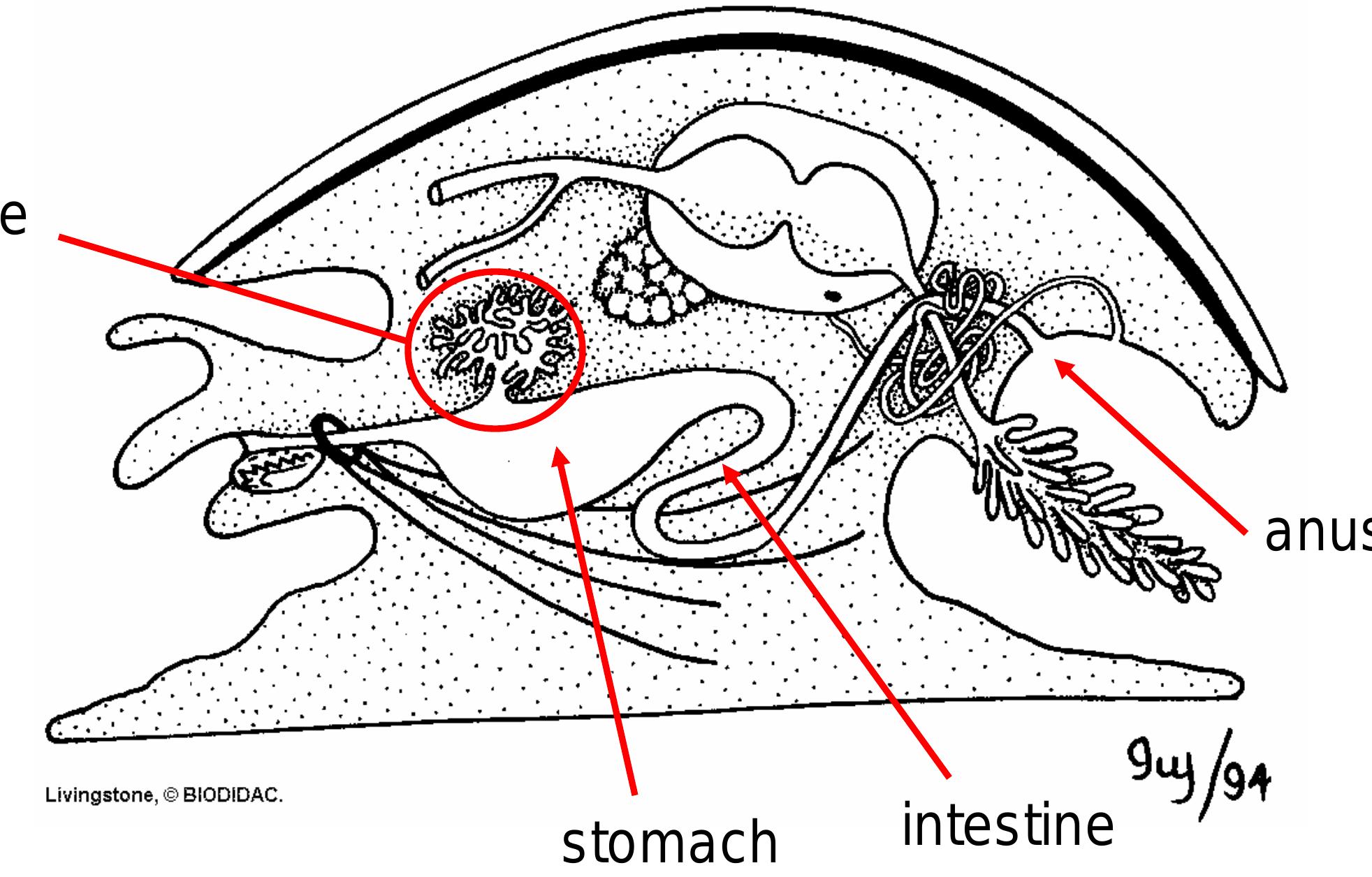 Figure 9 - Mollusca Characteristics Feeding and Digestion: