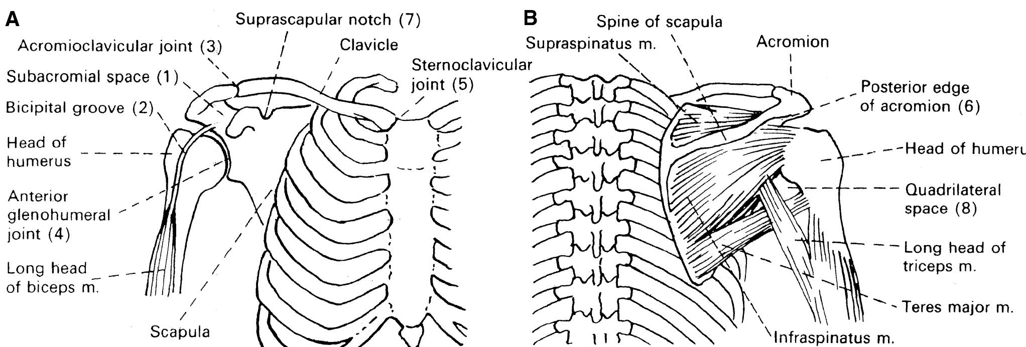 Anterior (a) and posterior (b) views of the shoulder