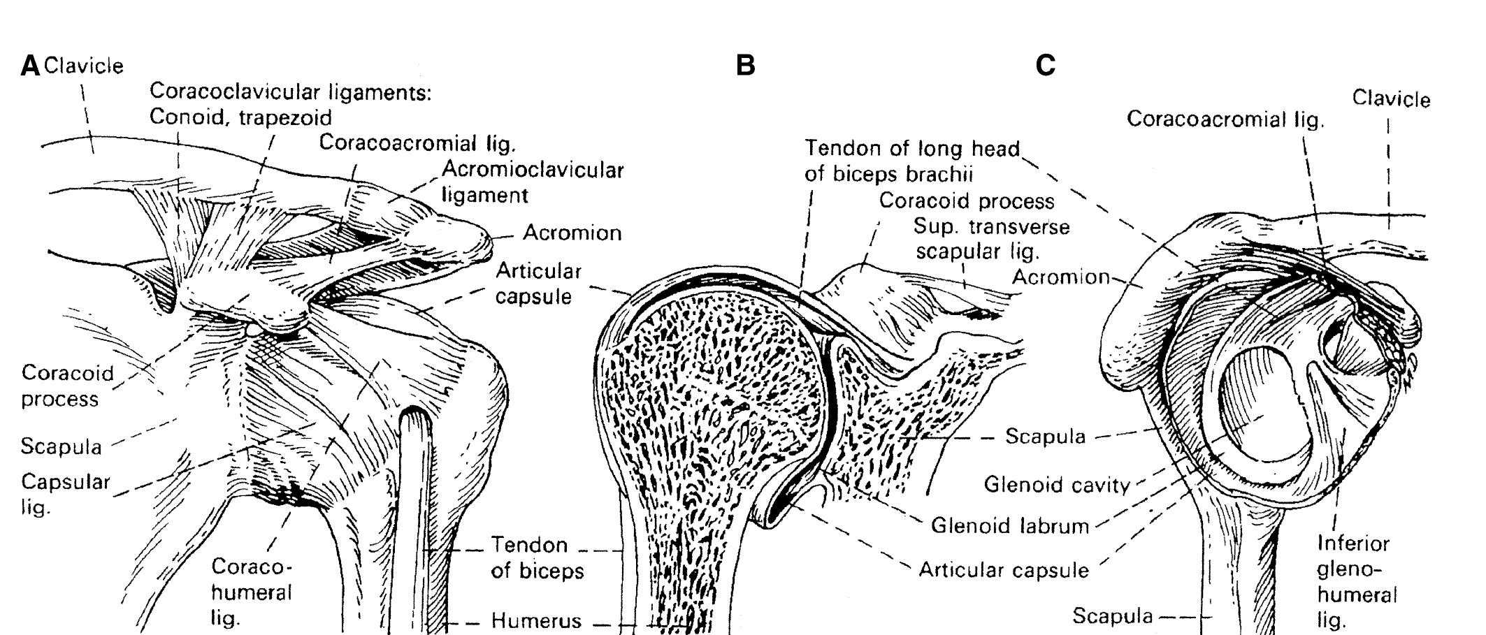 Anatomy of the shoulder joint. (a) anterior view of