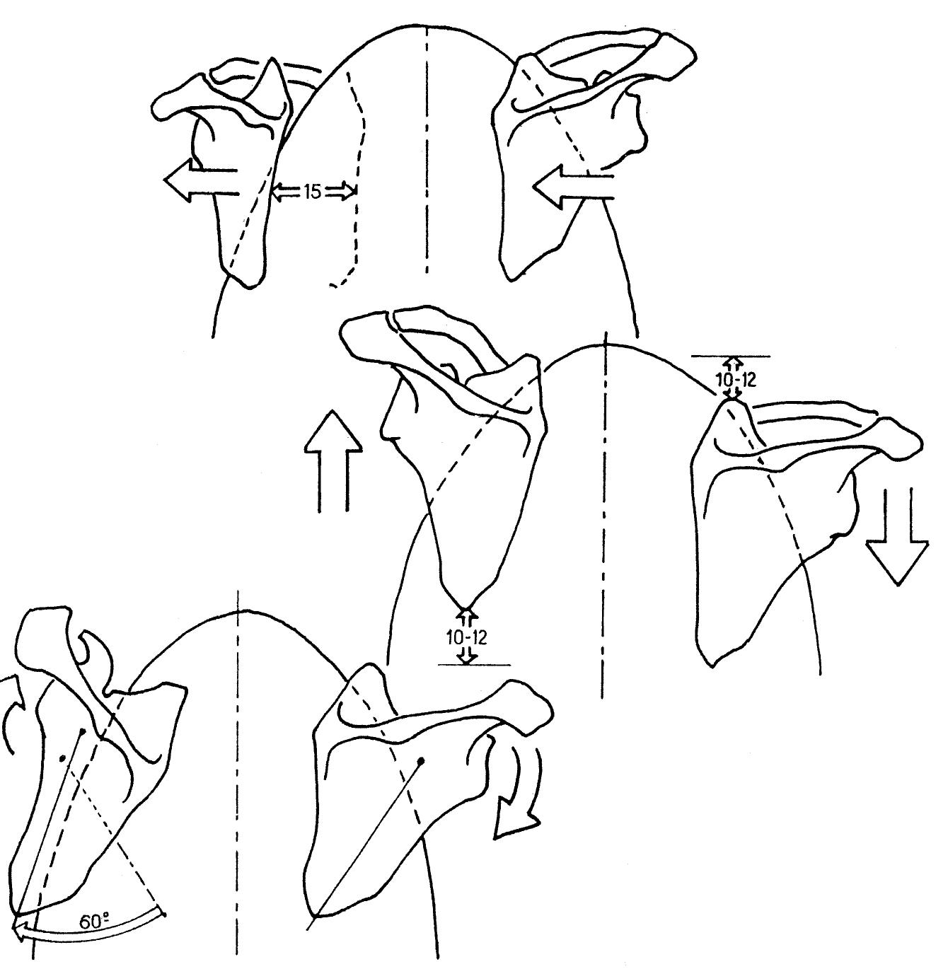 Anatomy of the shoulder joint. (a) anterior view of