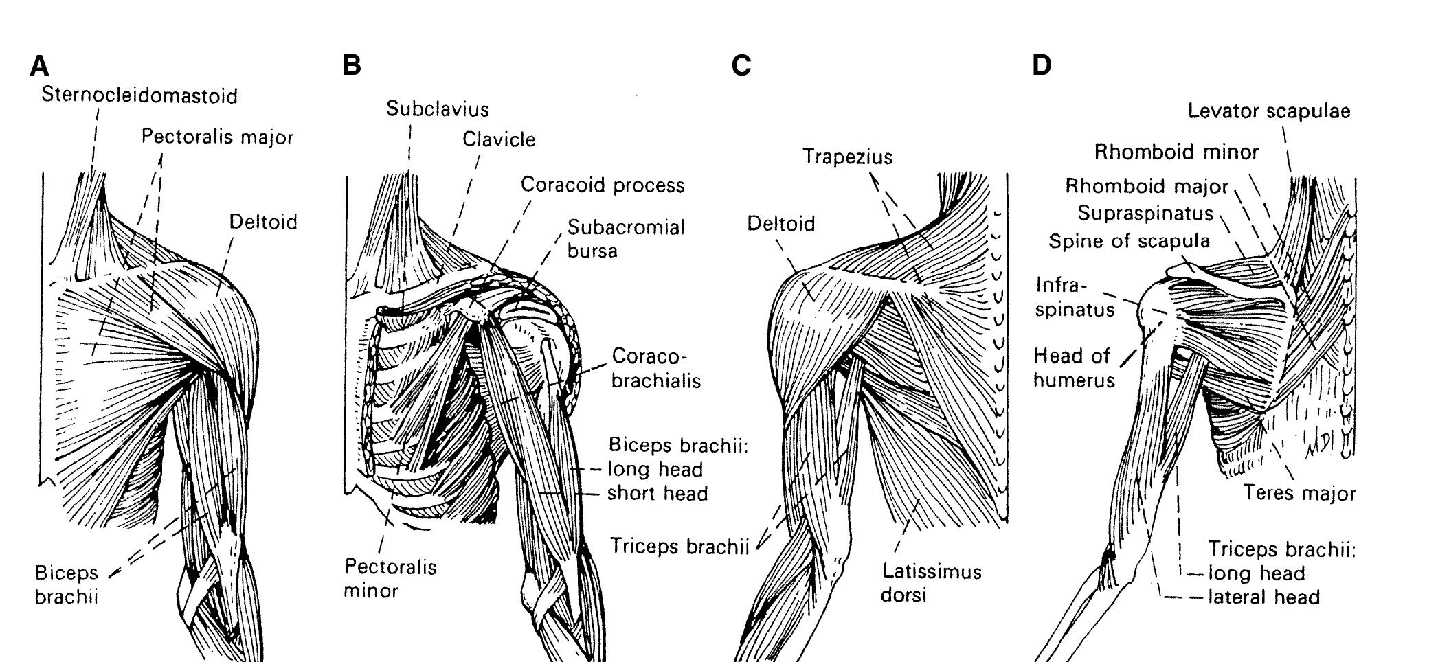 Anatomy of the shoulder joint. (a) anterior view of