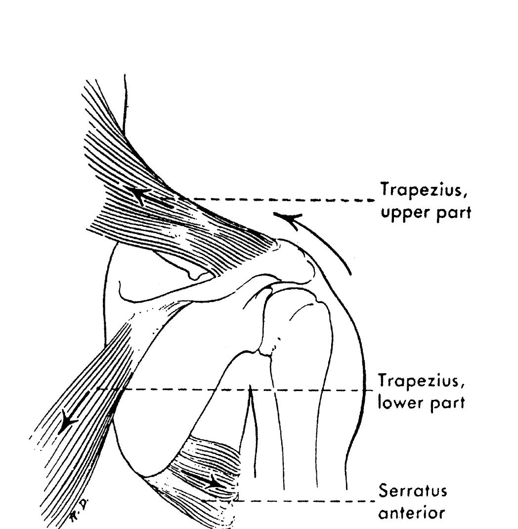 Anatomy of the shoulder joint. (a) anterior view of