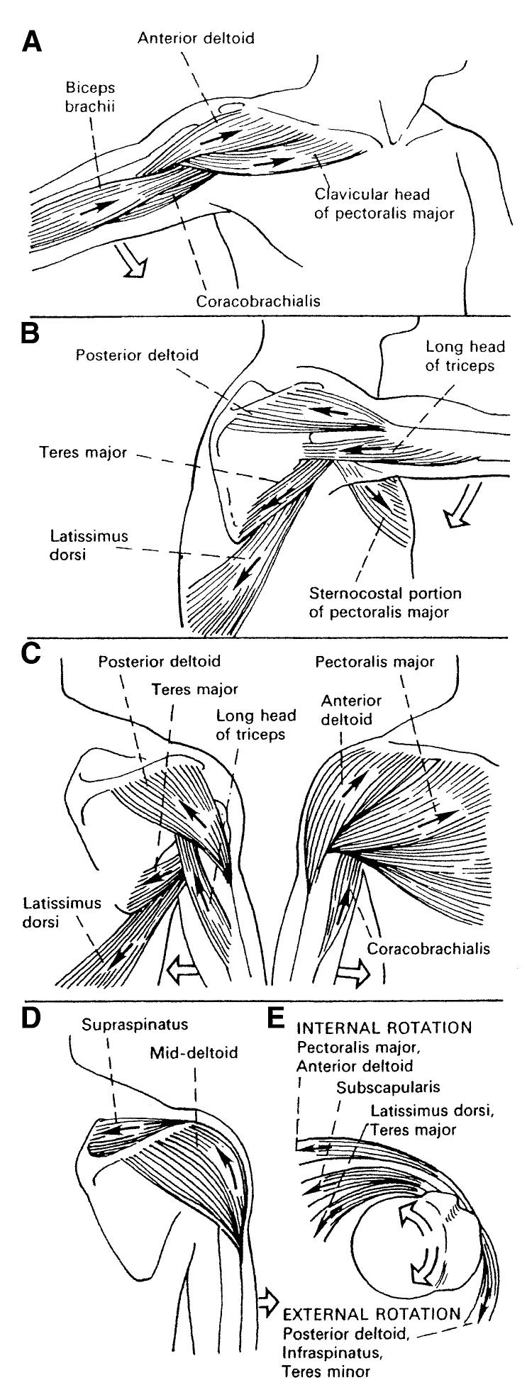 Anatomy of the shoulder joint. (a) anterior view of