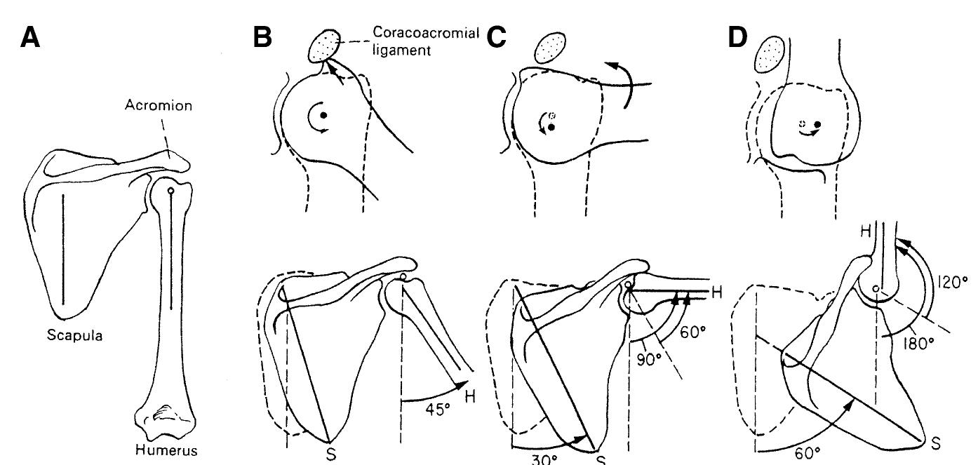 Anatomy of the shoulder joint. (a) anterior view of