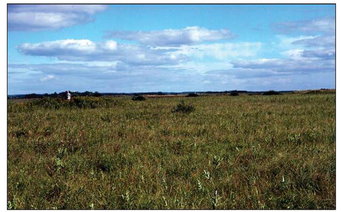 Photograph of natural prairie mounds in minnesota. this view