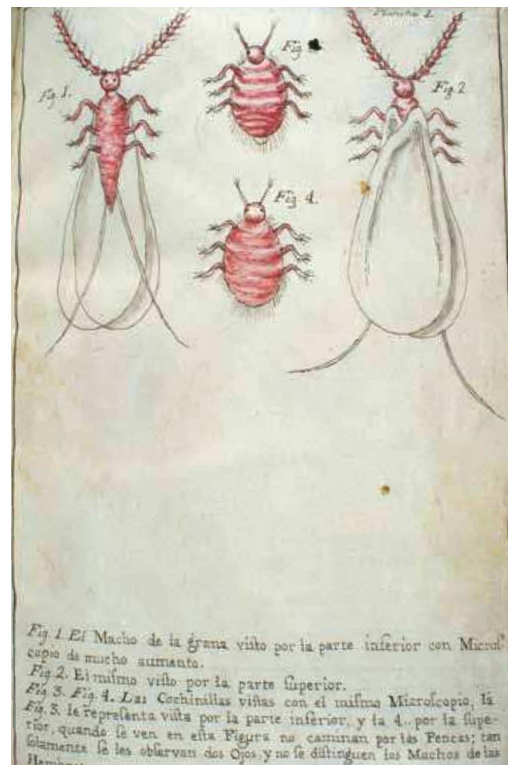 17. front and back views of male (with wings) and female
