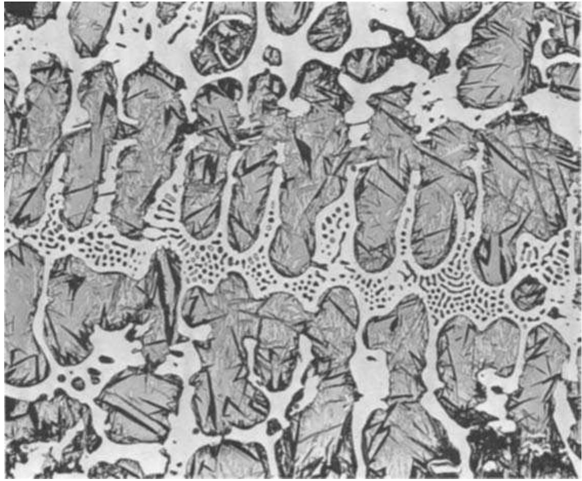 Microstructure of an alloy white cast iron. white