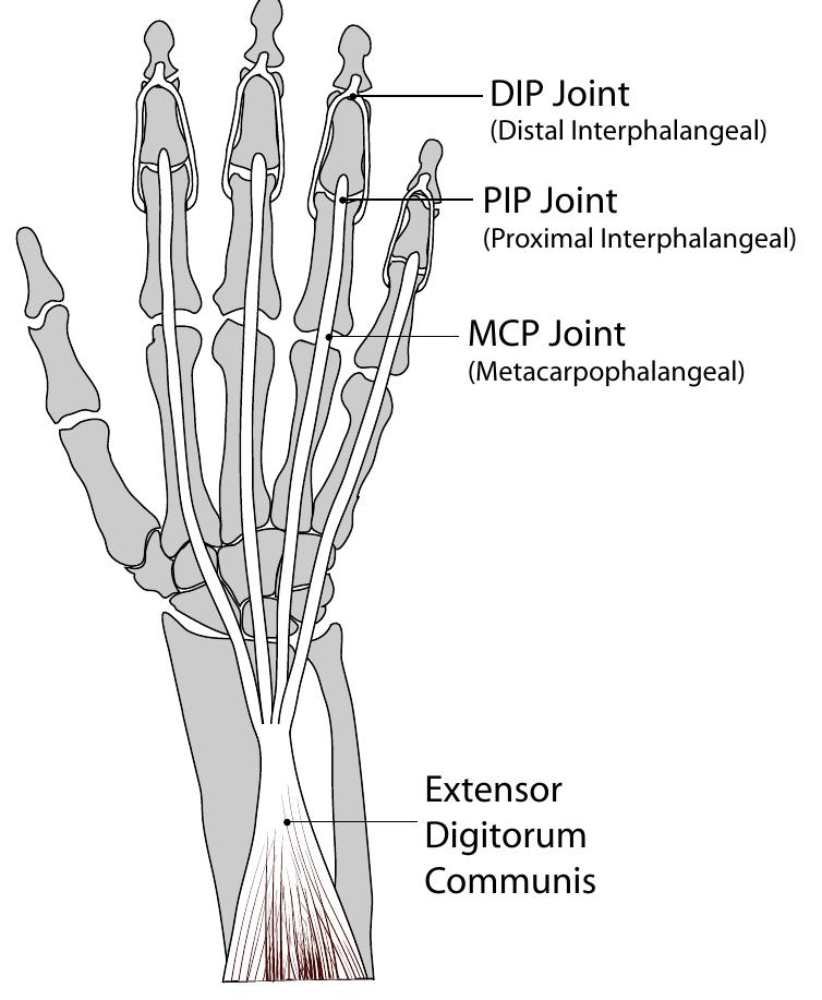 Bones and joints of the hand and the extensor digitorum