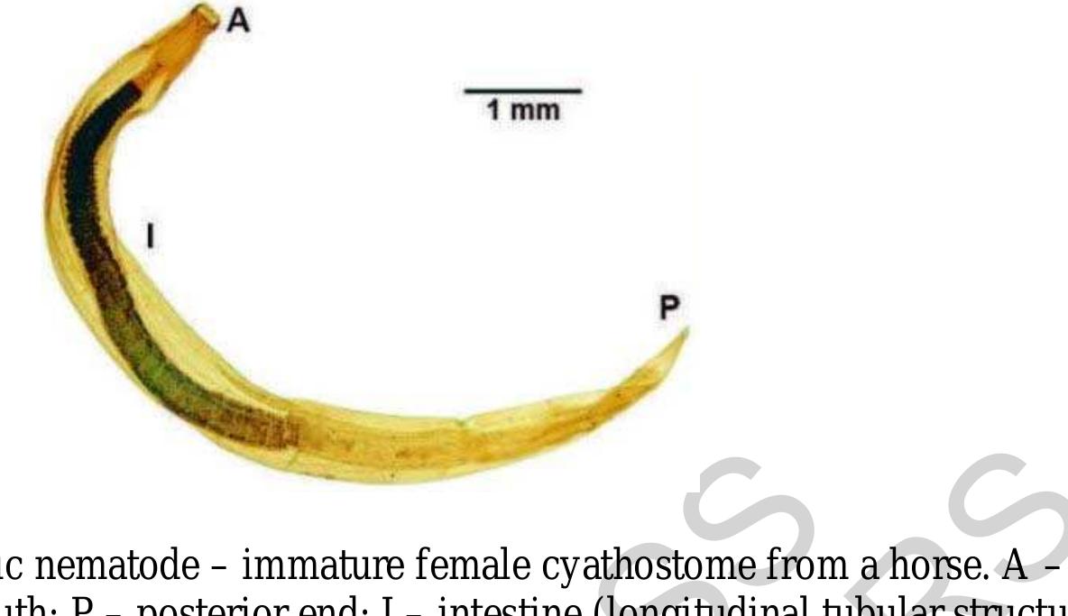 Fish, and arthropods. there are also nematode species that