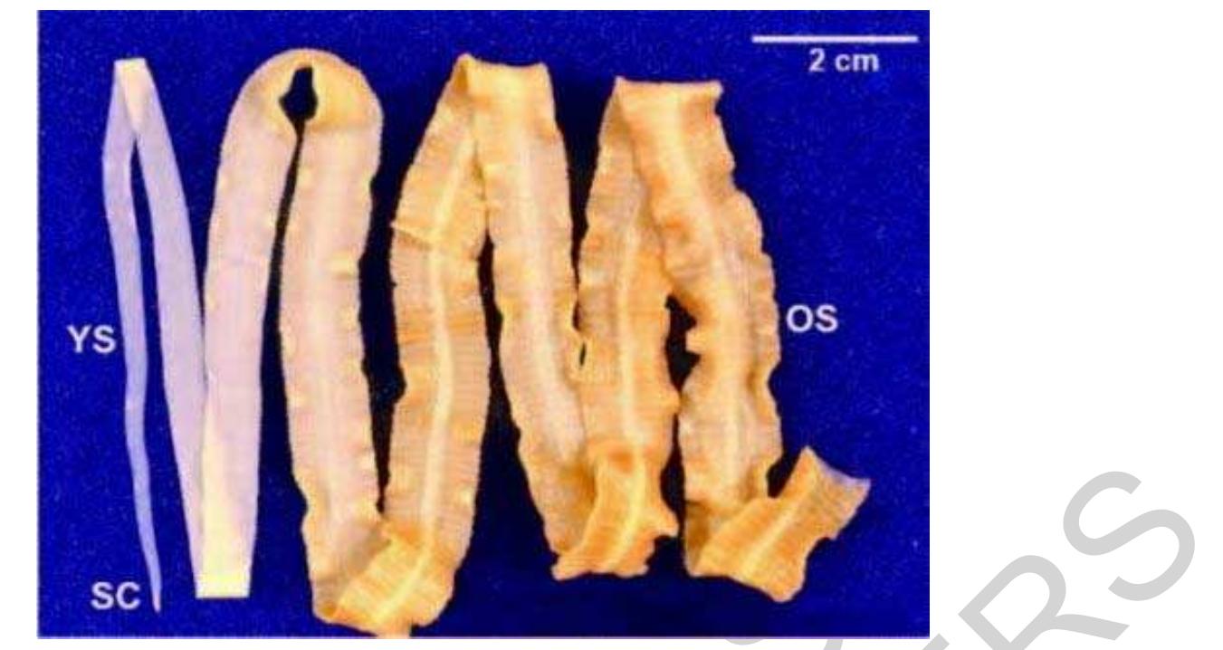 Figure 3 - from VETERINARY HELMINTHOLOGY